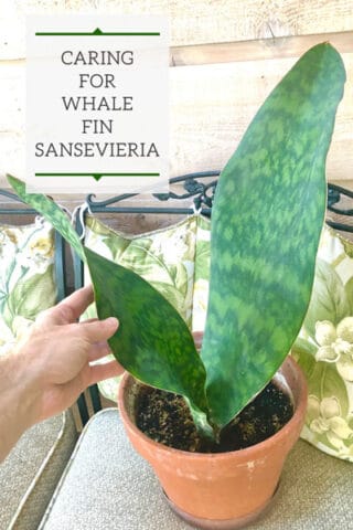Whale Fin Snake Plant: Top Sansevieria Masoniana Care Tips!