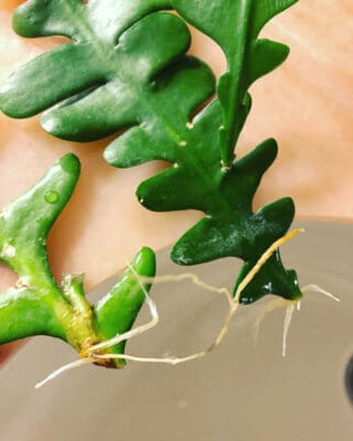 Fishbone Cactus: How to Propagate & Care for Ric Rac Cactus
