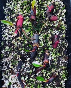 Philodendron Pink Princess Propagation: 3 Easy Methods!