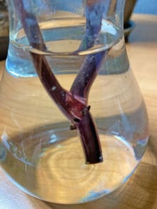 Philodendron Pink Princess Propagation: 3 Easy Methods!