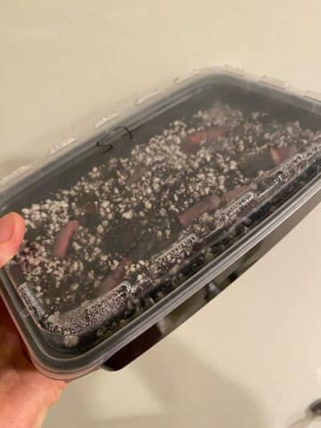 Philodendron Pink Princess Propagation: 3 Easy Methods!