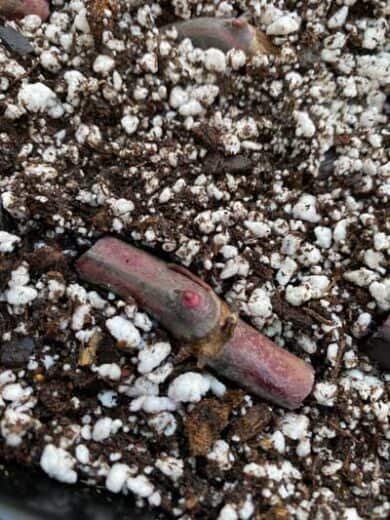 Philodendron Pink Princess Propagation: 3 Easy Methods!