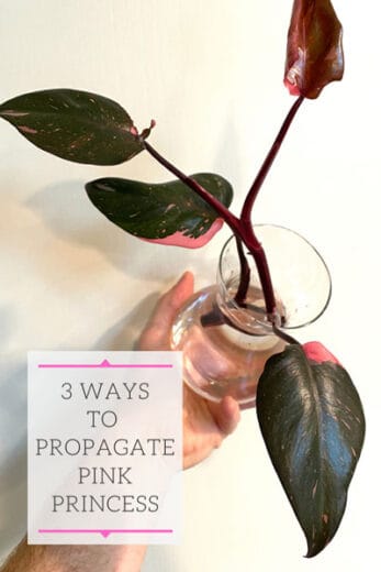 Philodendron Pink Princess Propagation: 3 Easy Methods!