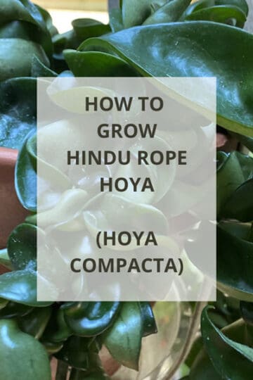 Hoya Compacta - 7 Great Growing Tips for Hindu Rope Plant