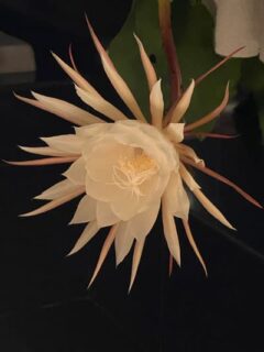 Epiphyllum Oxypetalum Care - Secrets of Queen of the Night
