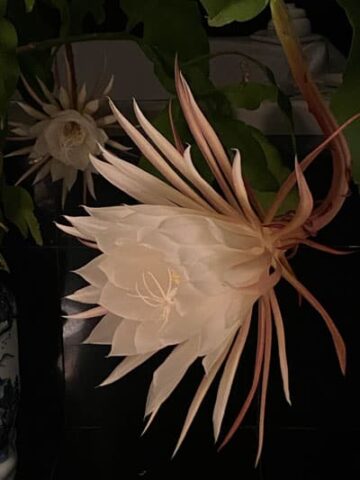 Epiphyllum Oxypetalum Care - Secrets of Queen of the Night