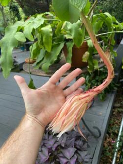 Epiphyllum Oxypetalum Care - Secrets of Queen of the Night