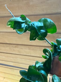 Hoya Compacta - 7 Great Growing Tips for Hindu Rope Plant