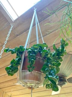 Hoya Compacta - 7 Great Growing Tips for Hindu Rope Plant