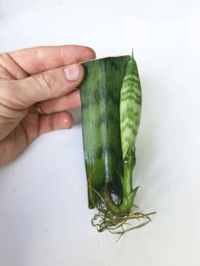 How to Grow Snake Plants in Water, Without Soil!