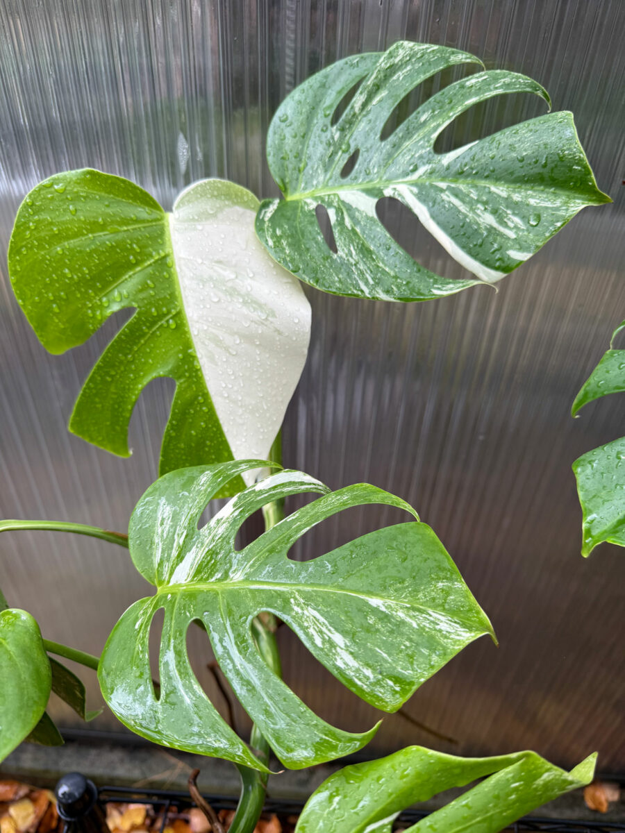Variegated Monstera: 7 Crucial Care Tips for Thriving Plants