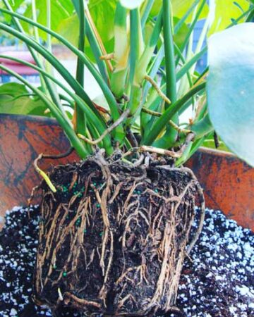 Variegated Monstera: 7 Crucial Care Tips for Thriving Plants