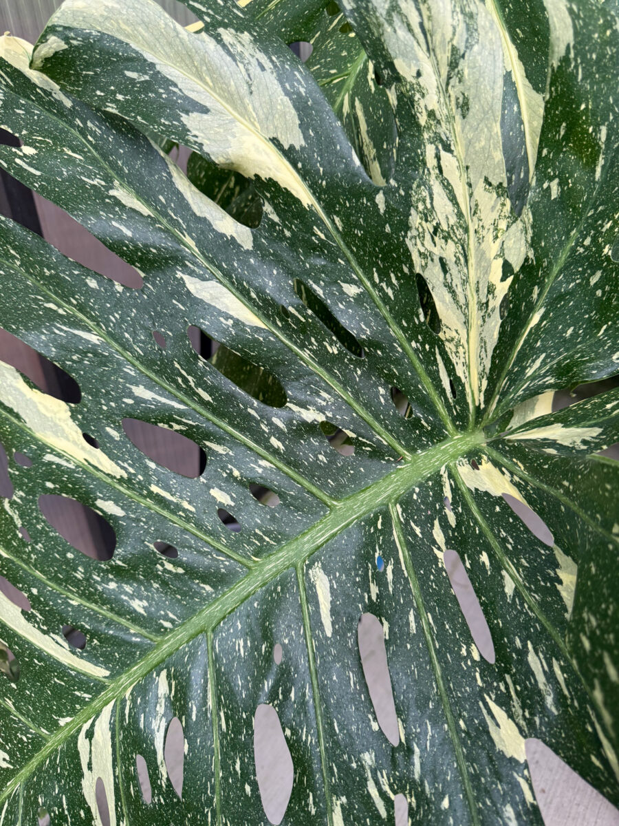Variegated Monstera: 7 Crucial Care Tips for Thriving Plants