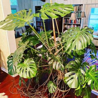Do Monstera Plants Need Sunlight? 5 Complete, Easy Tips