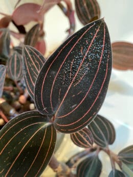 Scale on Houseplants: 5 Effective Steps to Eliminate Them