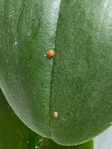 Scale on Houseplants: 5 Effective Steps to Eliminate Them
