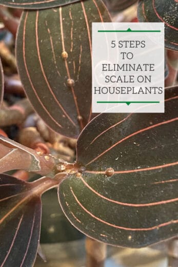 Scale on Houseplants: 5 Effective Steps to Eliminate Them