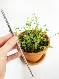 String of Bananas Soil Propagation: 2 Quick & Easy Methods!