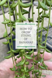 String of Bananas: The Ultimate Care Guide (Curio radicans)