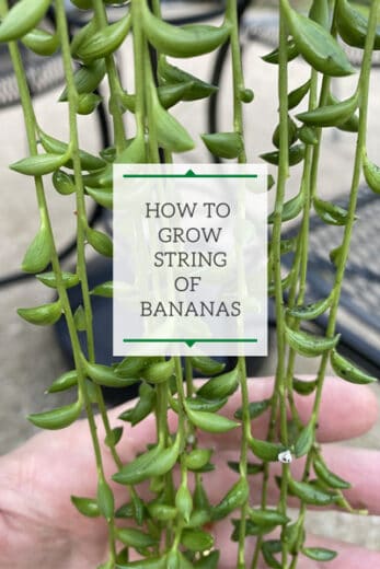 String of Bananas: The Ultimate Care Guide (Curio radicans)