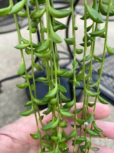 String of Bananas: The Ultimate Care Guide (Curio radicans)