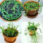 String of Bananas: The Ultimate Care Guide (Curio radicans)