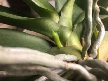 Orchid Flower Spike or Root? 1 Simple Way to Tell