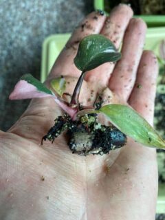 Philodendron Pink Princess Propagation: 3 Easy Methods!