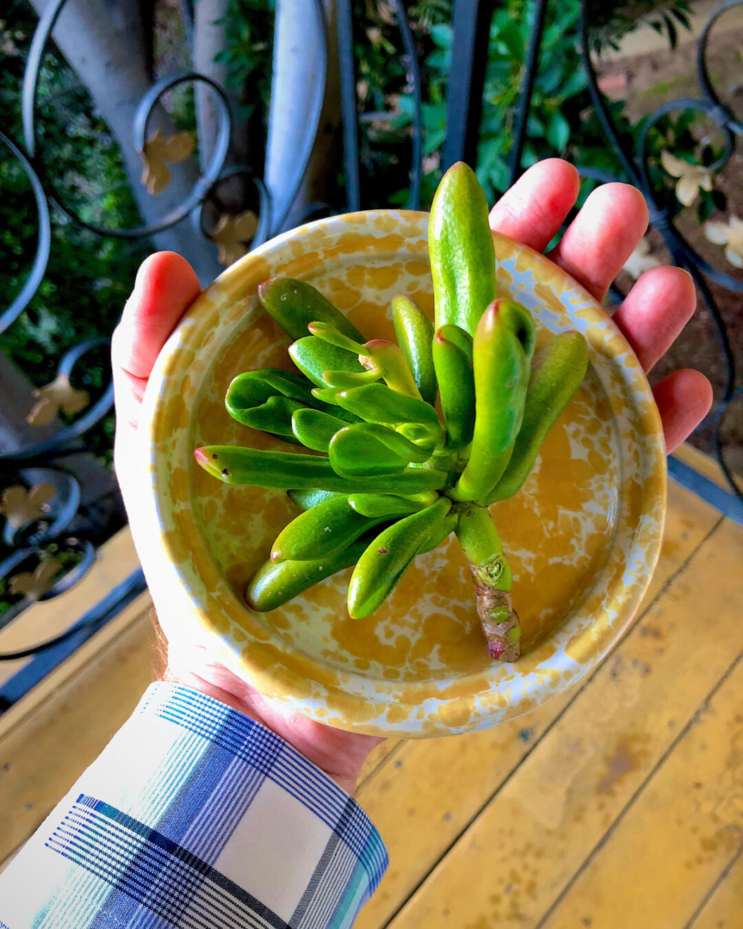 How to Propagate Jade Plants From Stem Cuttings - 1 Easy Way