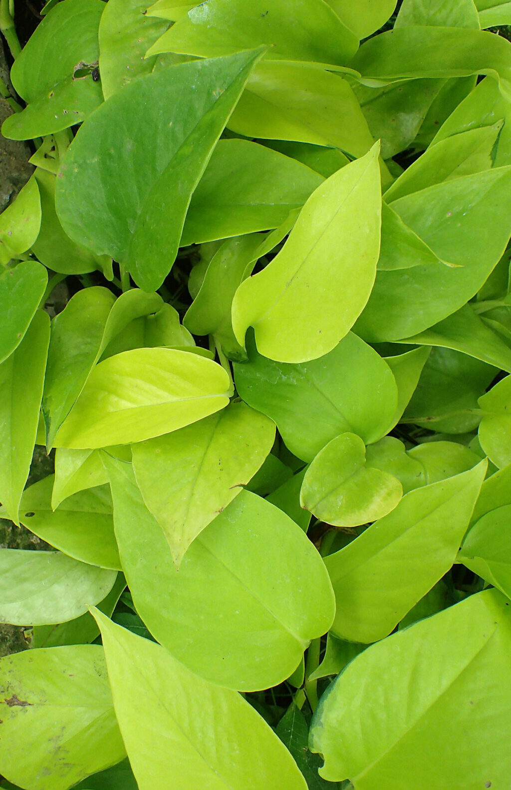 Pothos Varieties: 17 Beautiful Types to Get Your Hands On