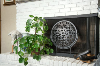 Pilea Peperomioides Propagation: 3 EASY, Fun Options to Try!