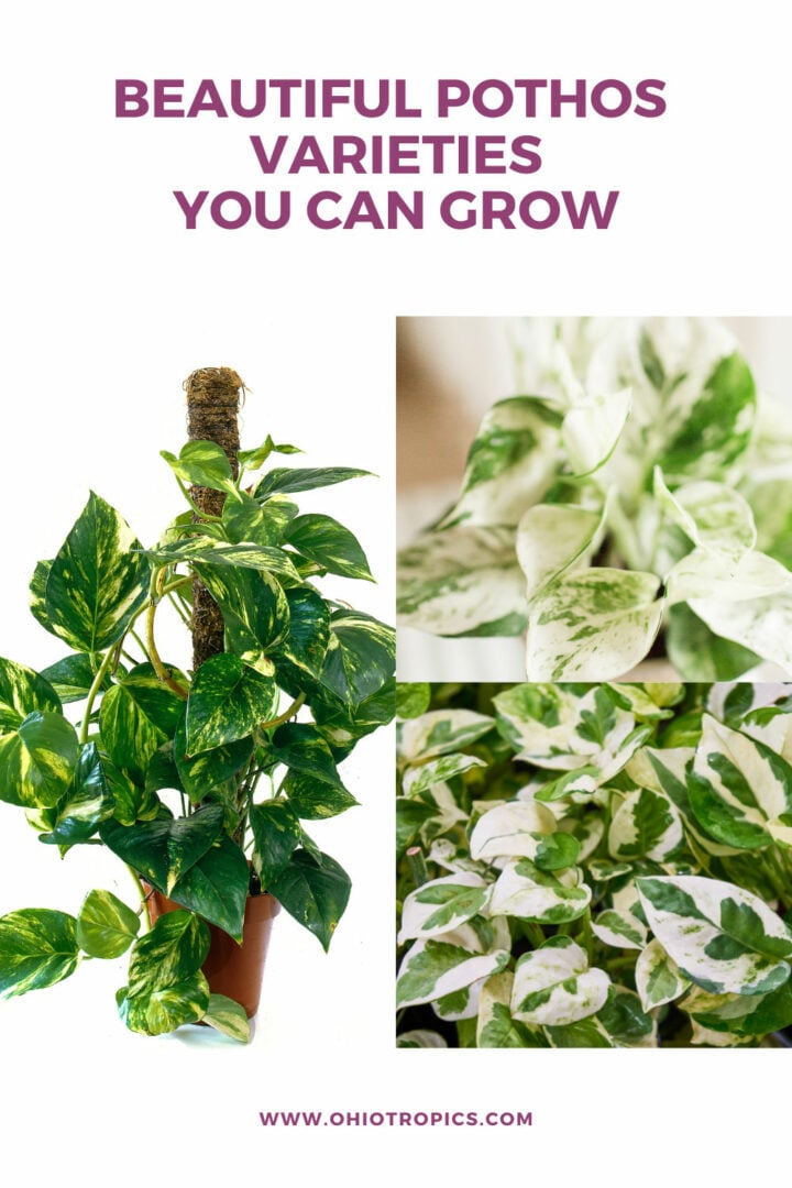Pothos Varieties: 17 Beautiful Types to Get Your Hands On