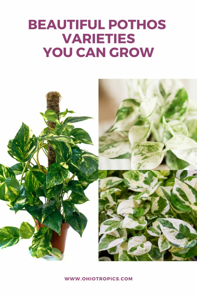 Pothos Varieties: 17 Beautiful Types to Get Your Hands On