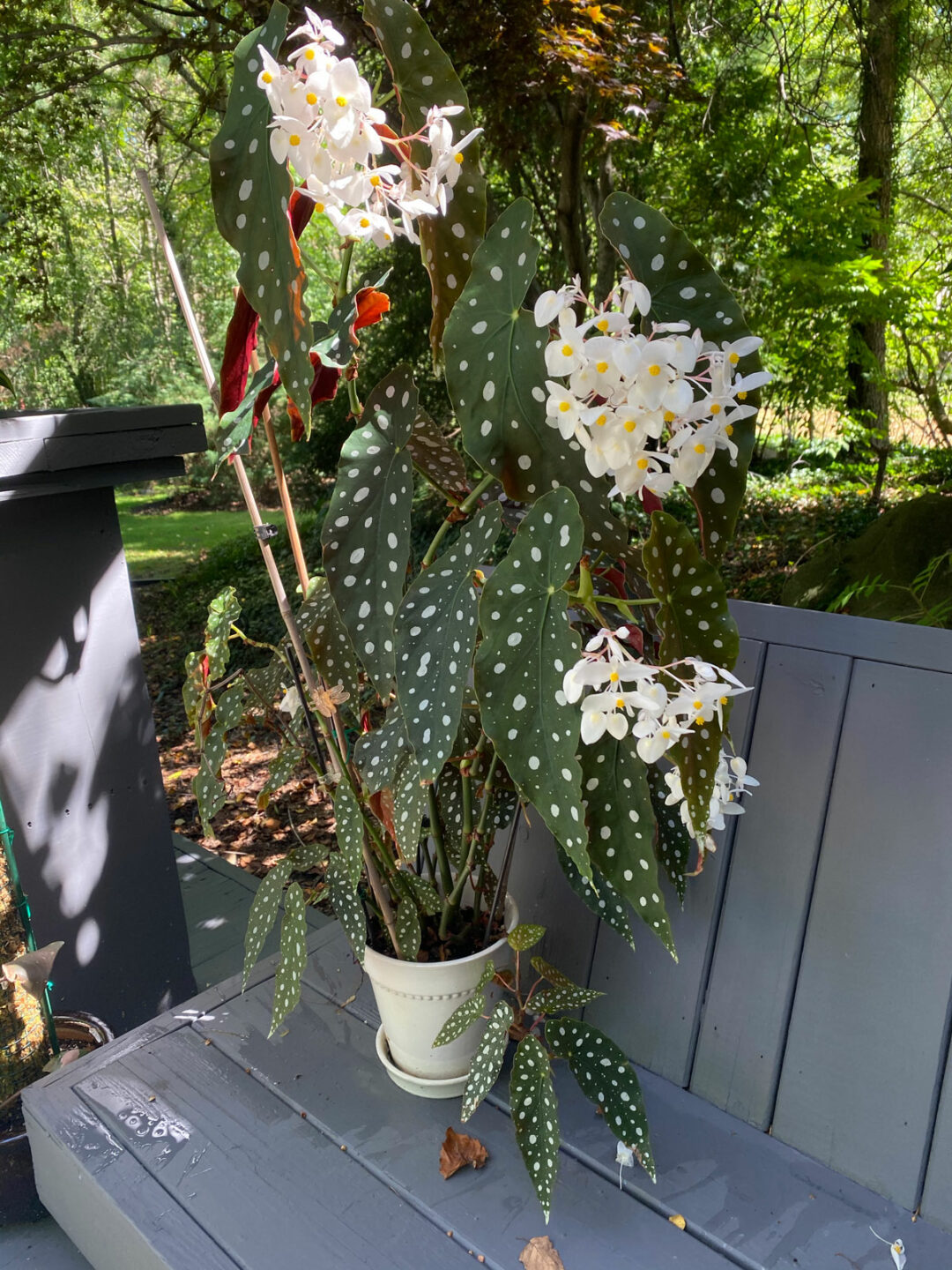 Begonia Maculata: 7 Expert Care Tips and Growing Guide