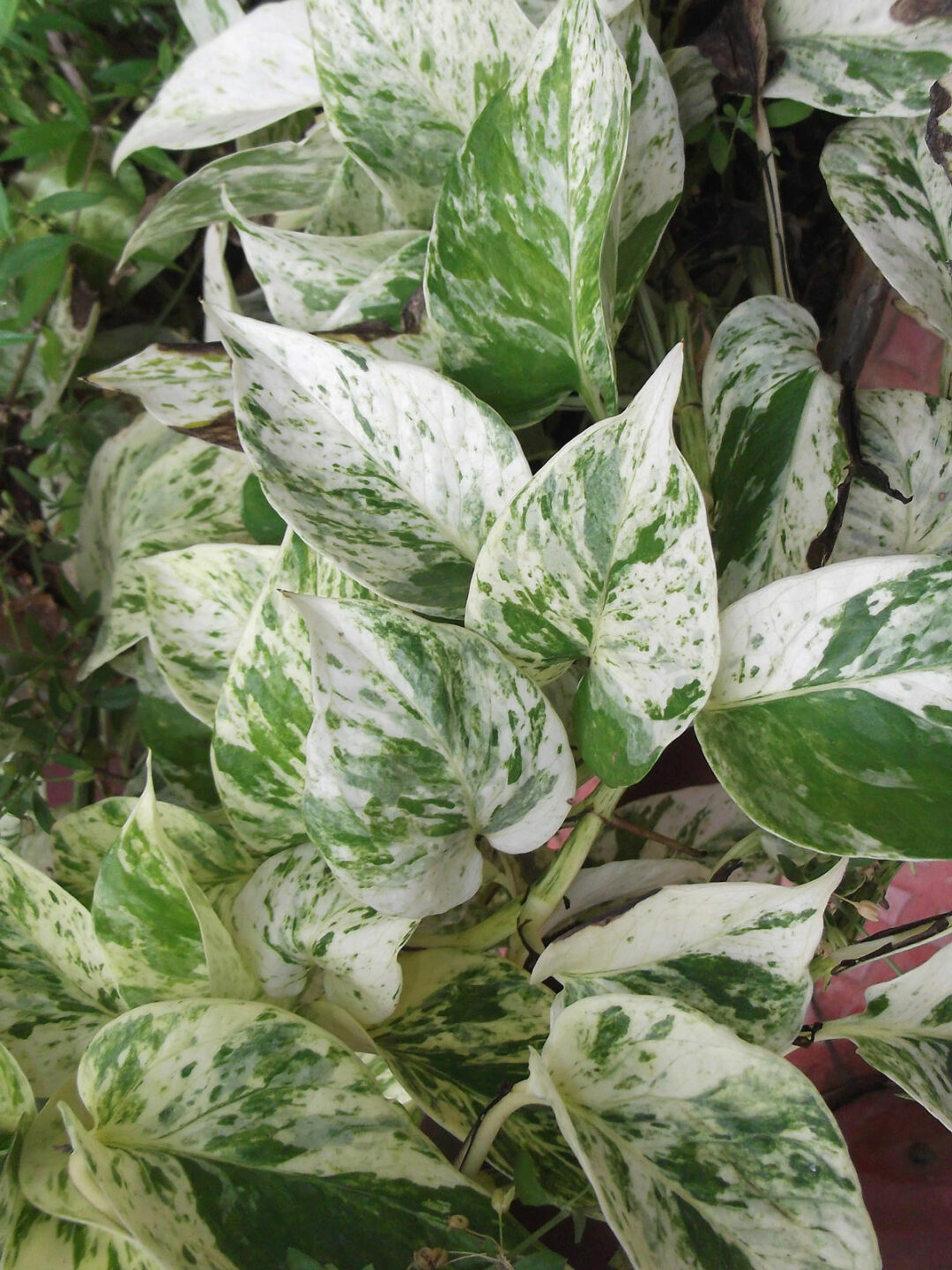Pothos Varieties: 17 Beautiful Types to Get Your Hands On