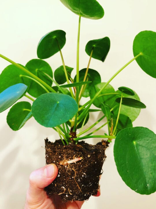 Pilea Peperomioides Propagation: 3 EASY, Fun Options to Try!