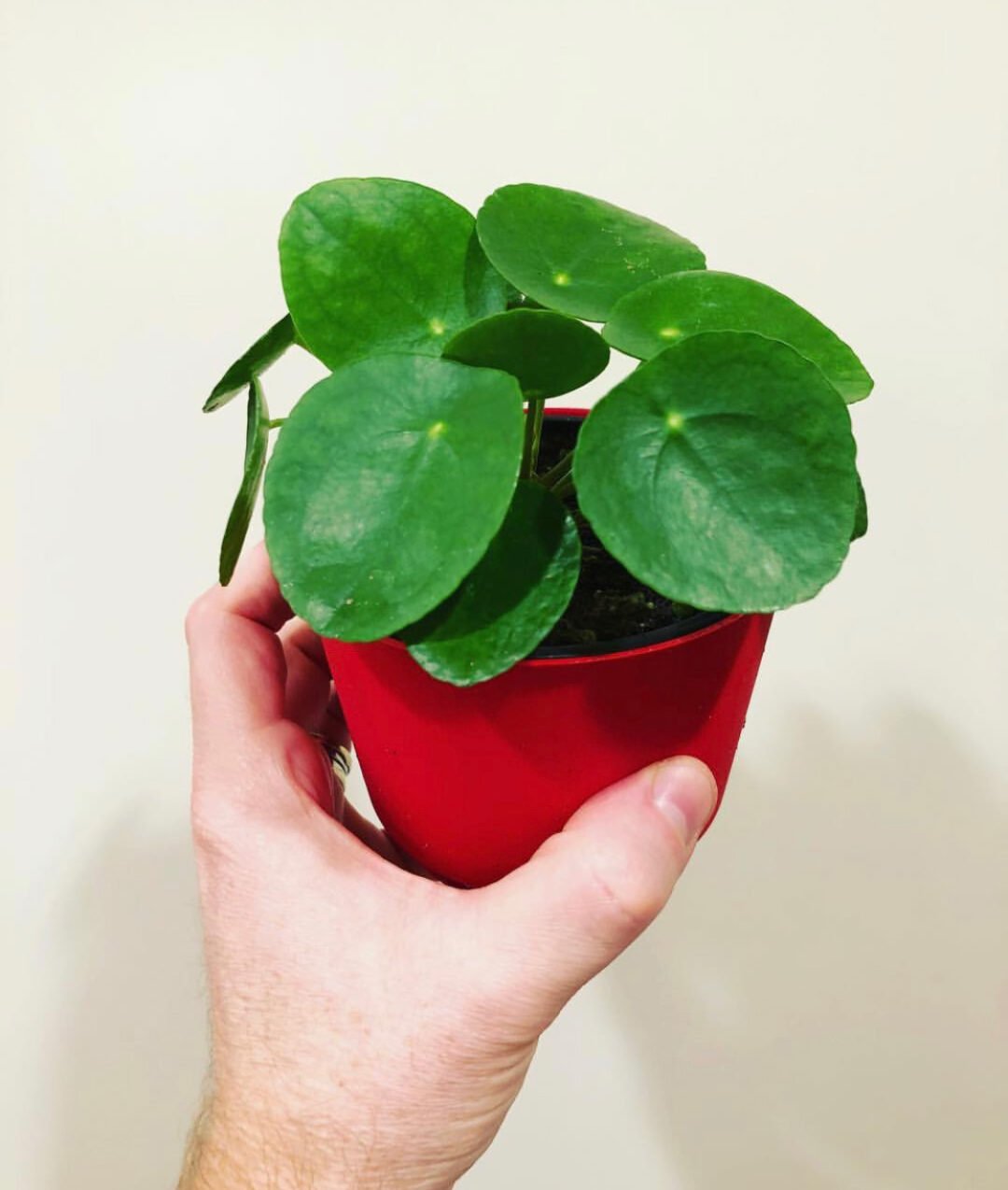 Encouraging Pilea Pups to Grow: 10 Tips to Succeed