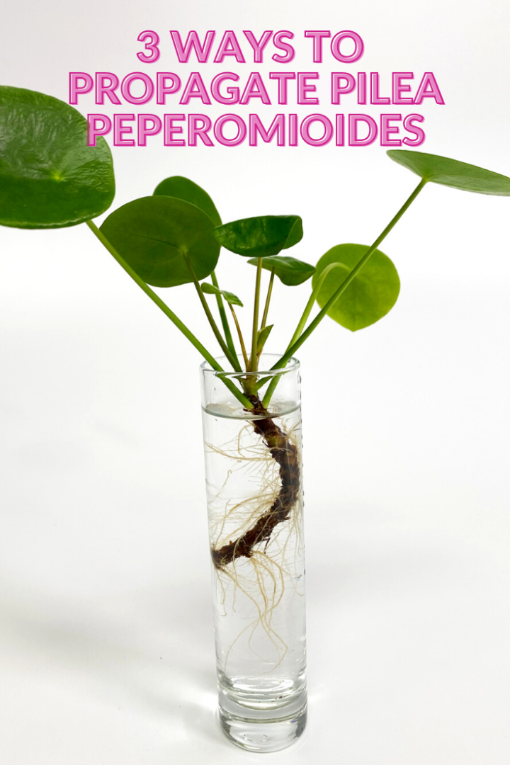 Pilea Peperomioides Propagation: 3 EASY, Fun Options to Try!