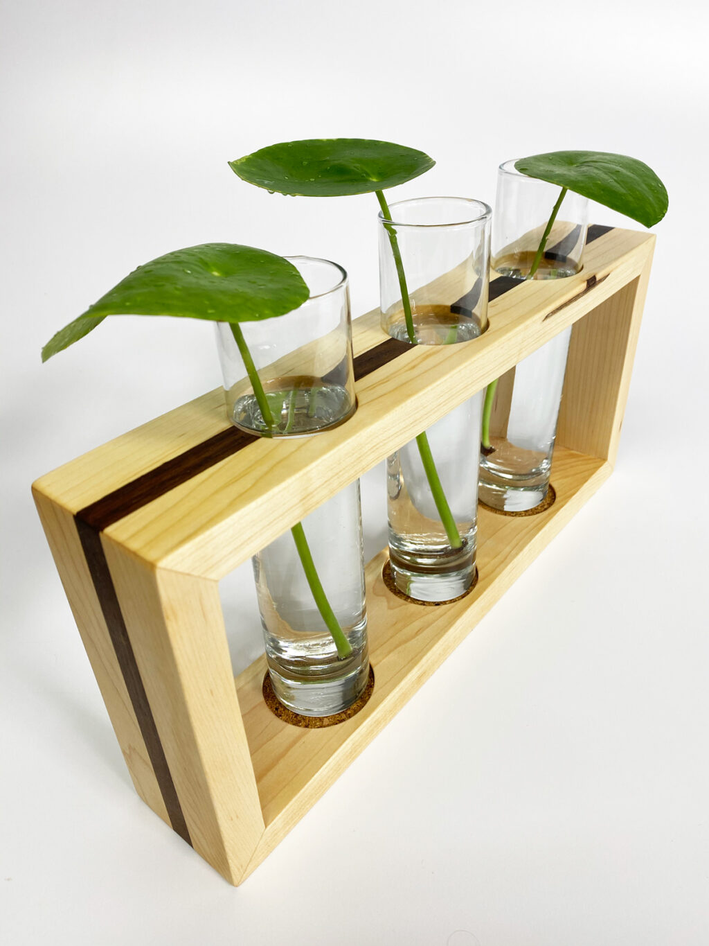 Pilea Peperomioides Propagation: 3 EASY, Fun Options to Try!