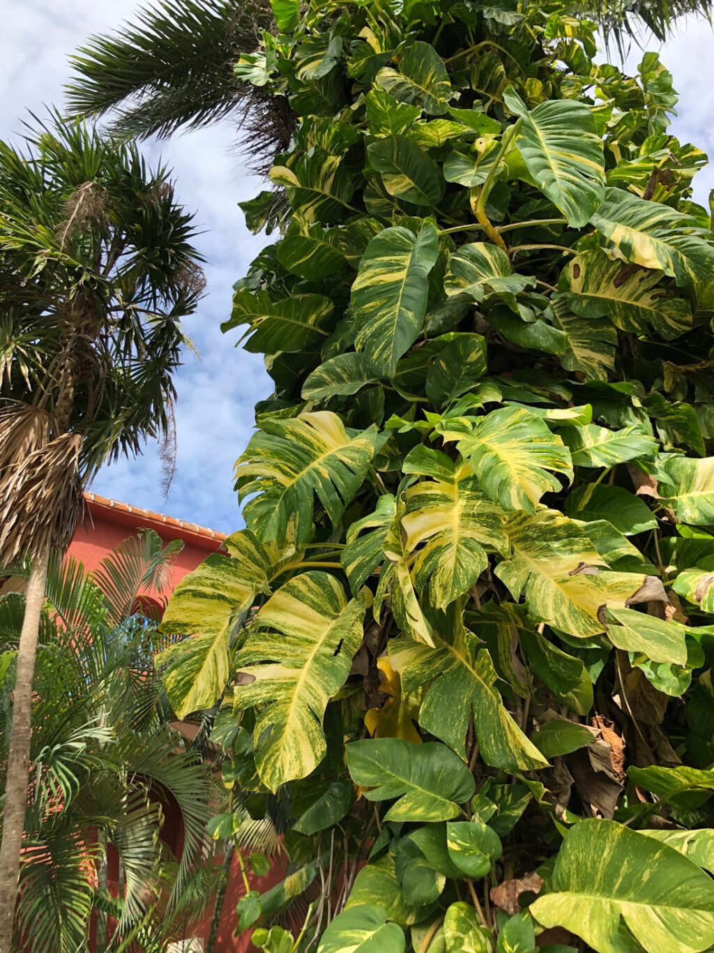 Pothos Varieties: 17 Beautiful Types to Get Your Hands On