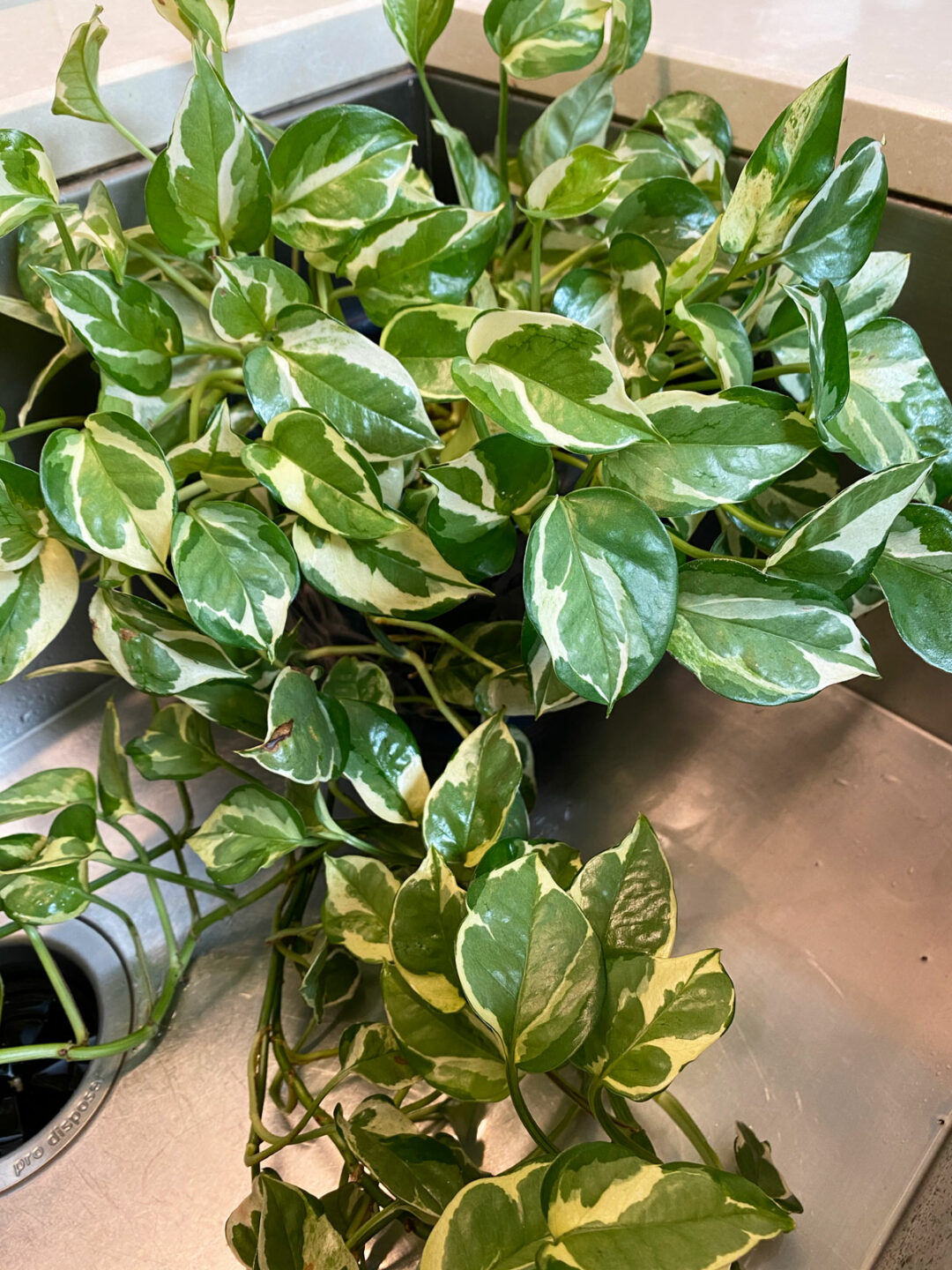 Pothos Varieties: 17 Beautiful Types to Get Your Hands On