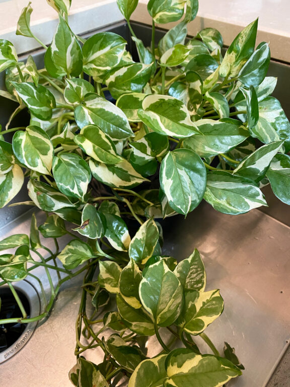 Pothos Varieties: 17 Beautiful Types to Get Your Hands On