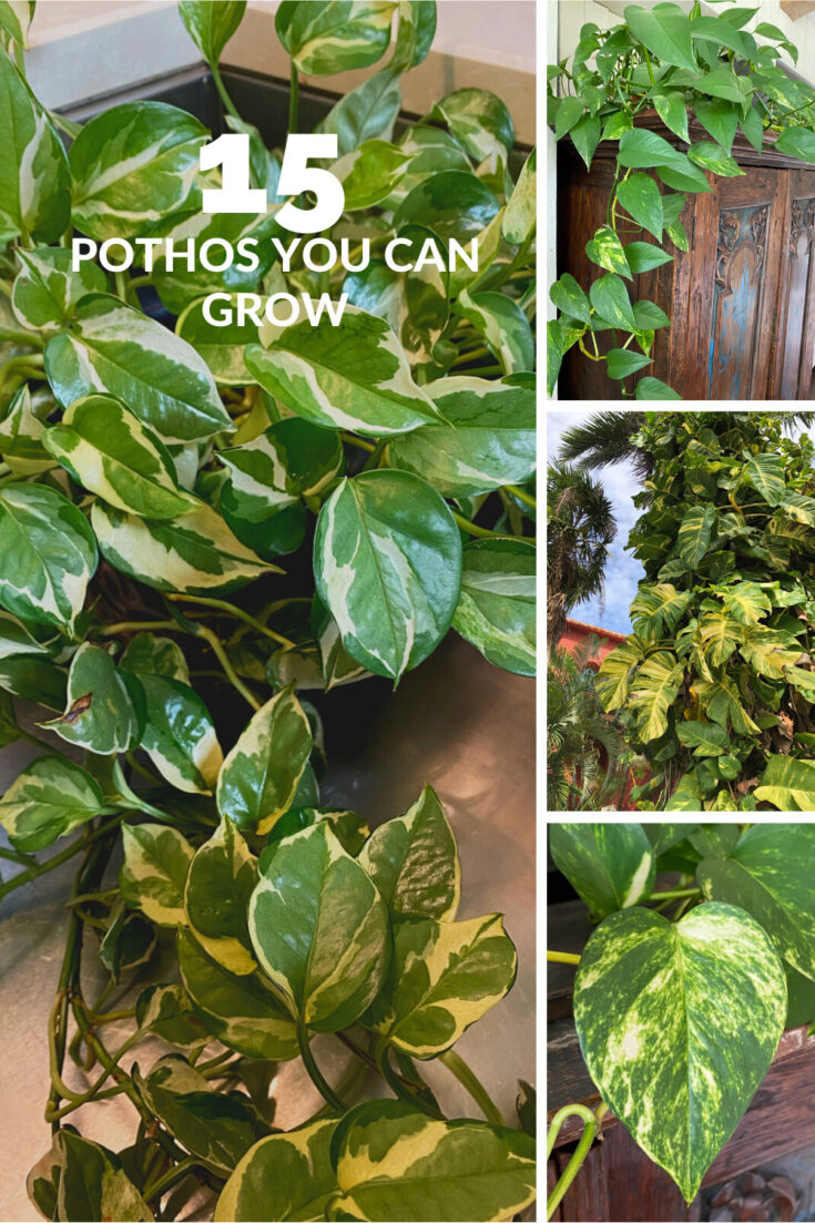 Pothos Varieties: 15 Beautiful Types to Get Your Hands On
