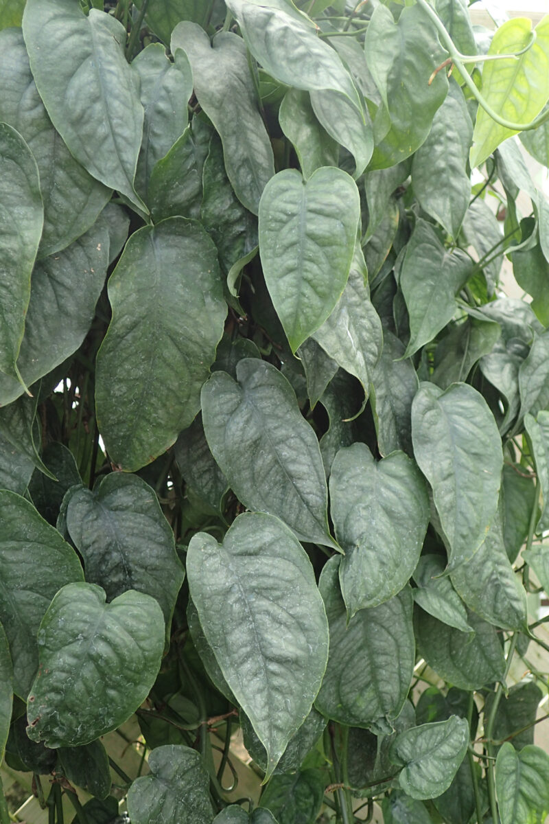 15 Amazing Monstera Varieties to Add to Your Collection