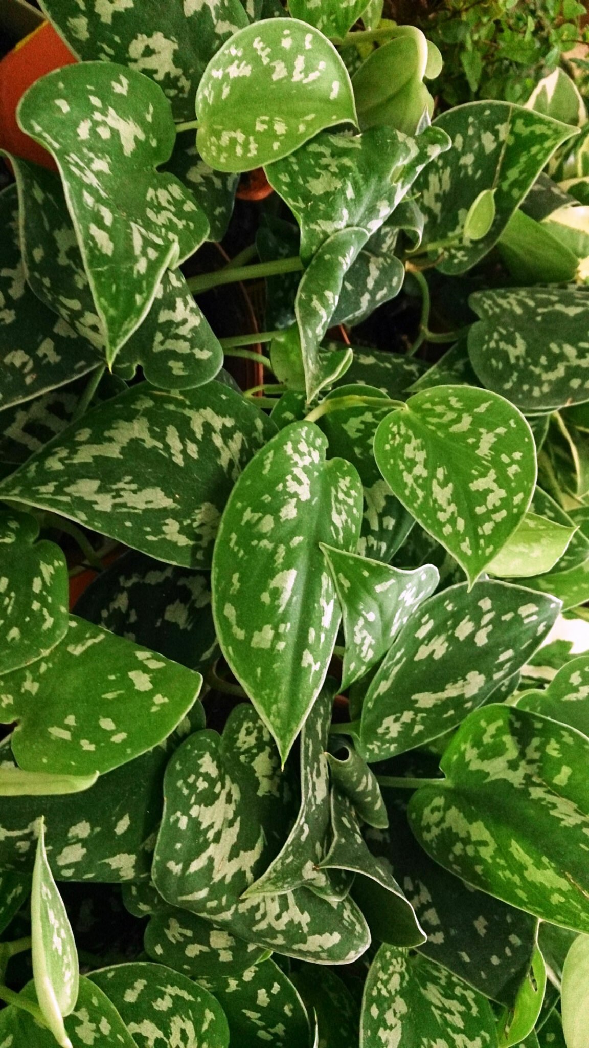 Pothos Varieties: 15 Beautiful Types to Get Your Hands On