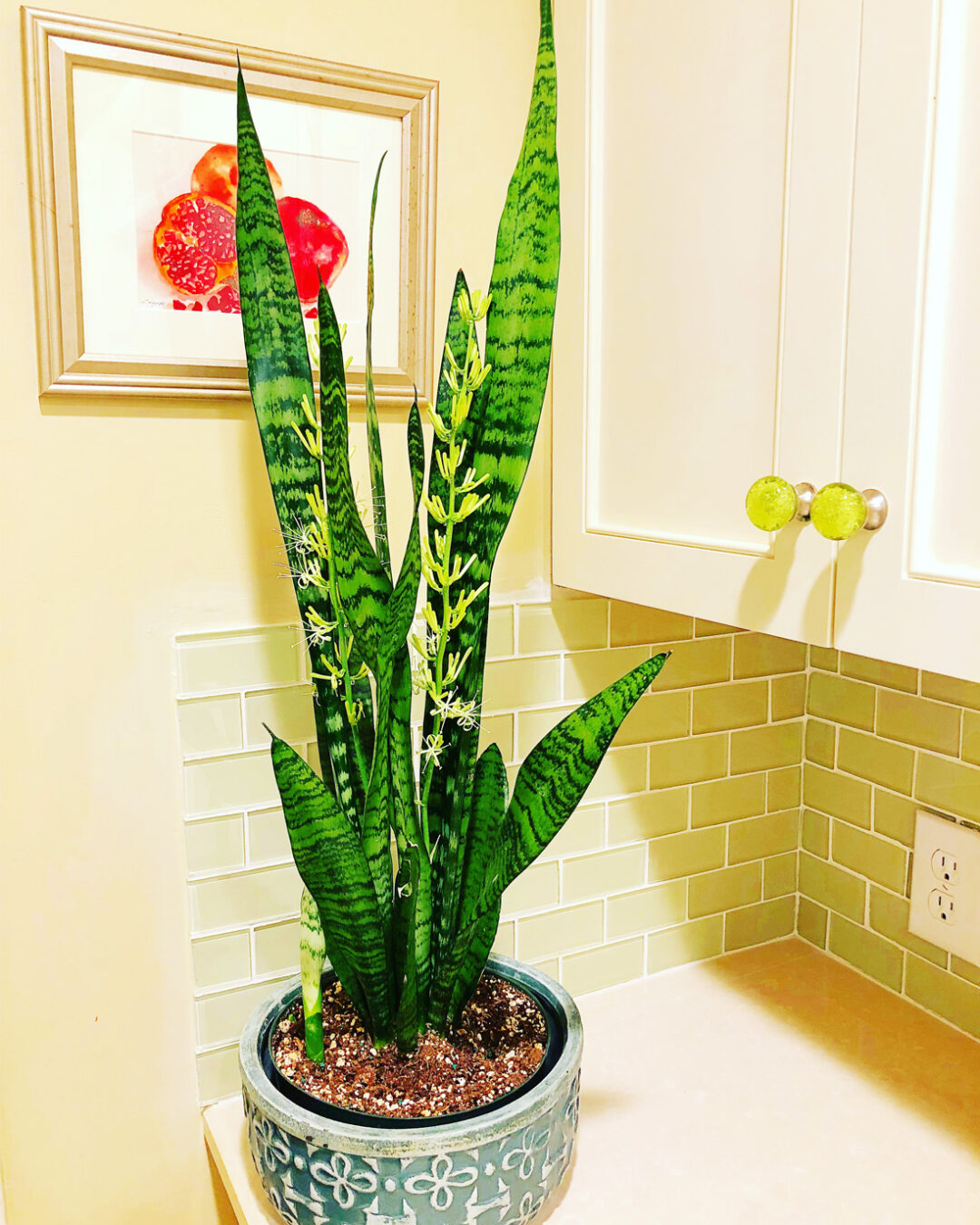 13 Beautiful Types of Snake Plants to Grow (with pictures)