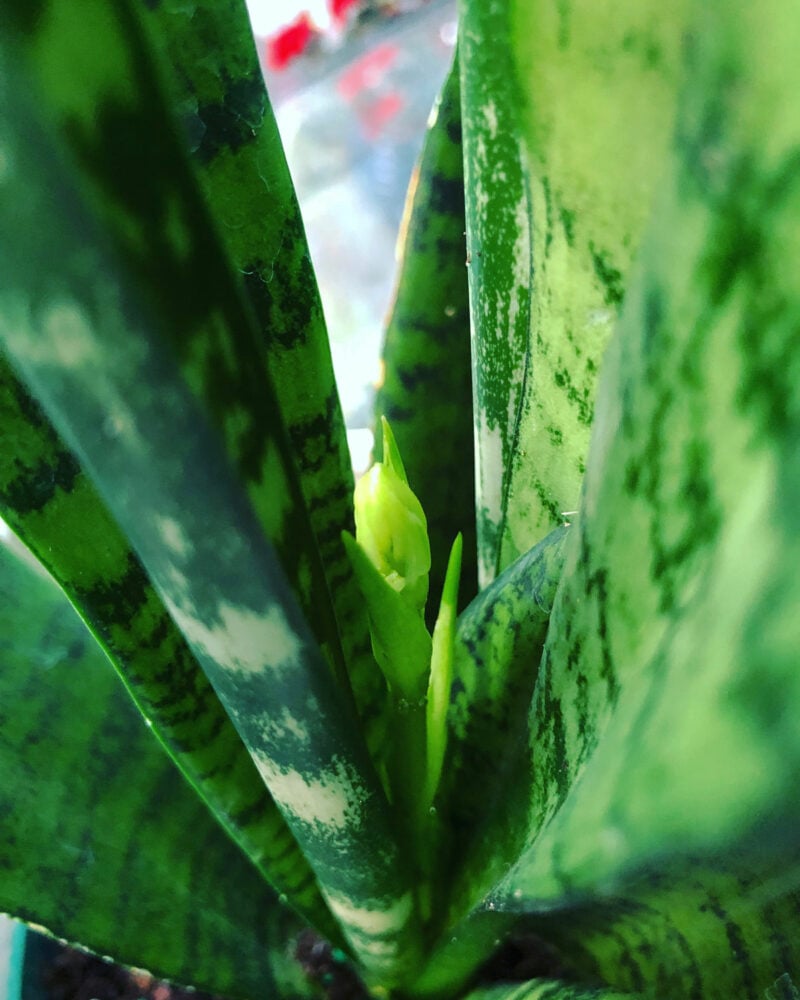 Sansevieria Flowers: 1 Secret to Get Snake Plants to Bloom