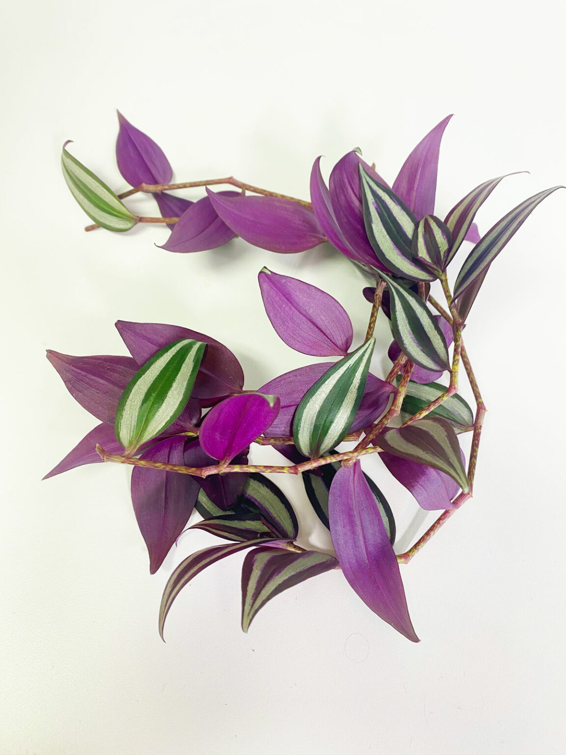 Tradescantia Zebrina Care: 7 Tips for a Thriving Inch Plant
