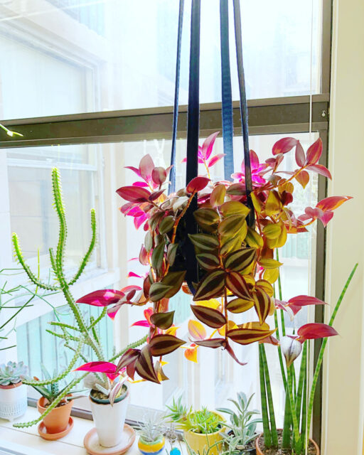 Tradescantia Zebrina Care: 7 Tips for a Thriving Inch Plant