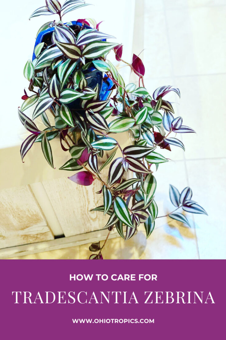 Tradescantia Zebrina Care: 7 Tips for a Thriving Inch Plant
